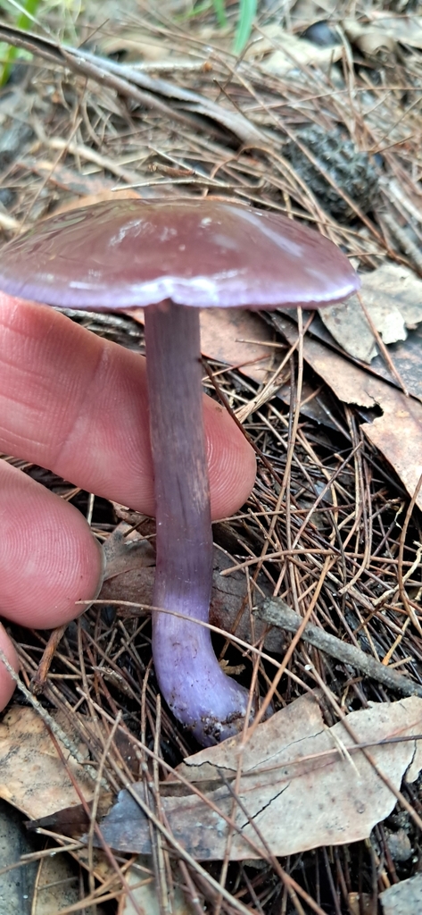 Thaxterogaster submagellanicus from Cowan NSW 2081, Australia on July ...