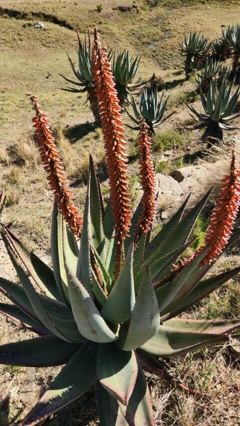 Cape Aloe from Stoffelton, South Africa on June 18, 2024 at 10:52 AM by ...
