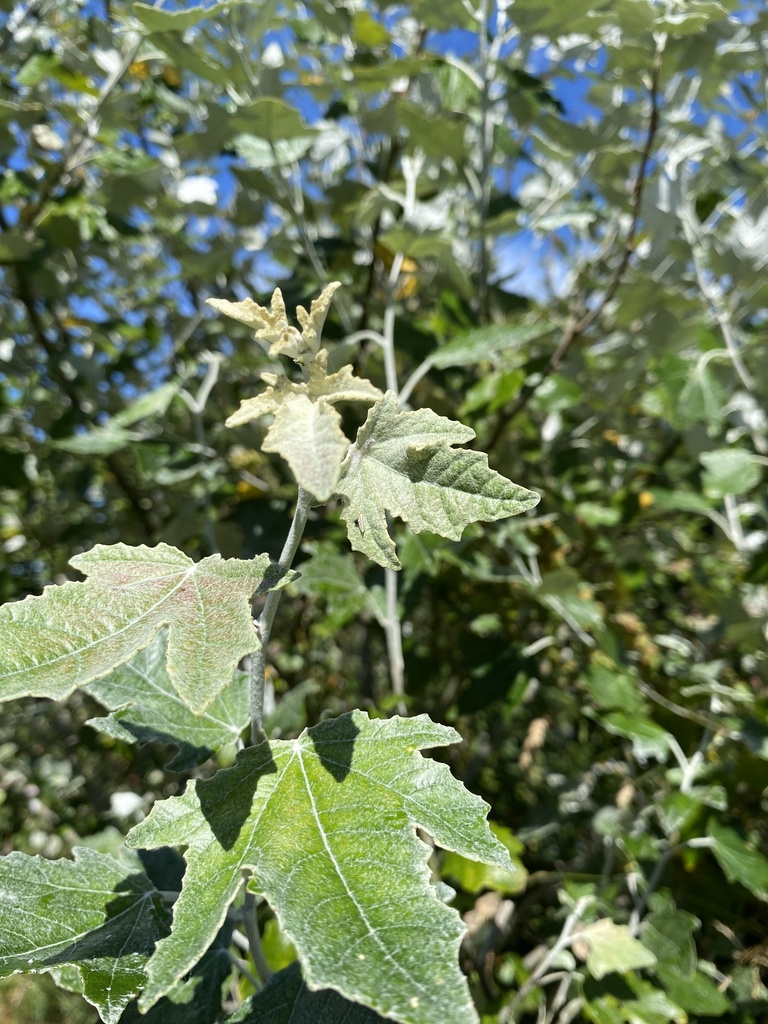 white poplar from Newquay CP, Cornwall, England, GB on July 10, 2024 at ...