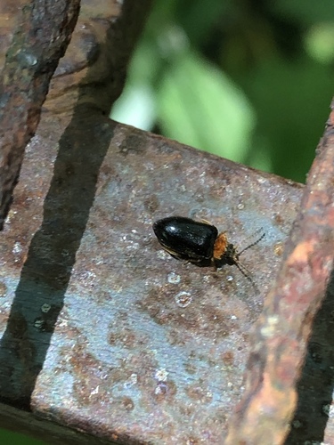 Nemognatha cantharidis · iNaturalist