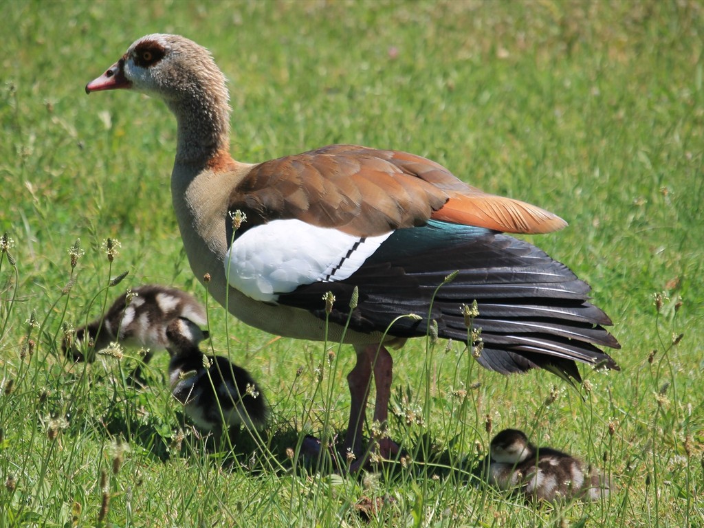 Egyptian Goose from Avenida Arsenal do Alfeite 10, 2810-262 Laranjeiro ...