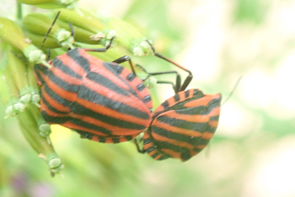 Continental Striped Shield Bug from Barneveld, Gelderland, Netherlands ...