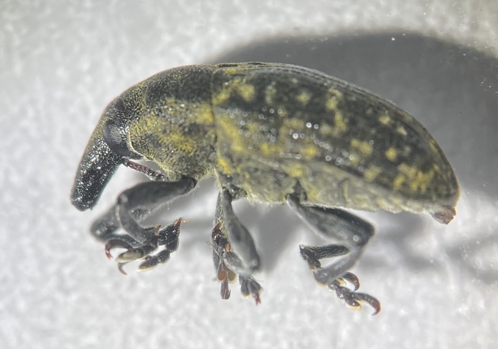 Turbine Cylindrical Weevil from Untere Karspüle, Göttingen ...
