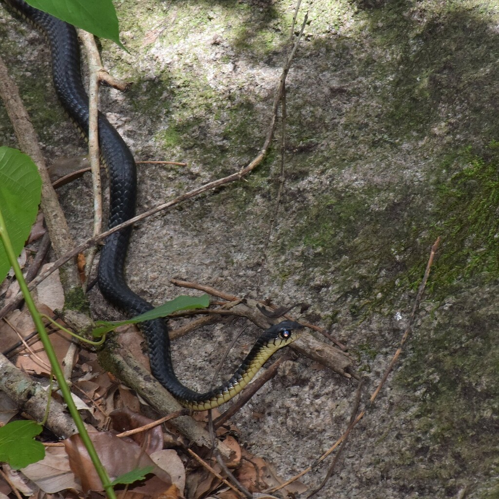Black Tree Cobra (Pseudohaje nigra) - Snakes and Lizards