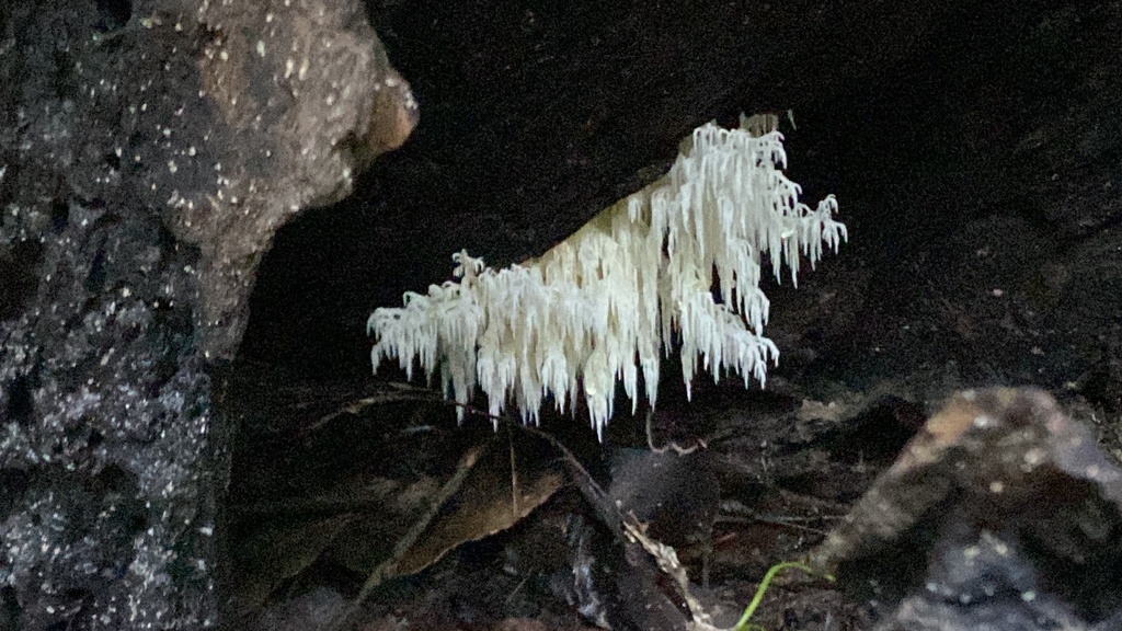 Coral tooth fungus from Brisbane Water National Park, Somersby, NSW, AU ...