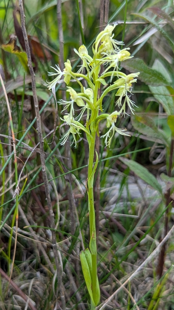 ragged fringed orchid in July 2024 by Leighton Reid · iNaturalist