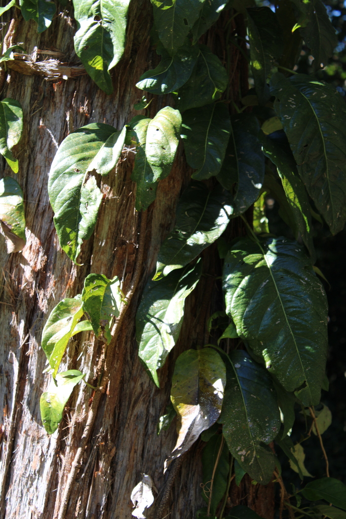 Common Silkpod from Karen Place trail Smiths Lake NSW 2428, Australia on July 10, 2024 at 12:39 ...