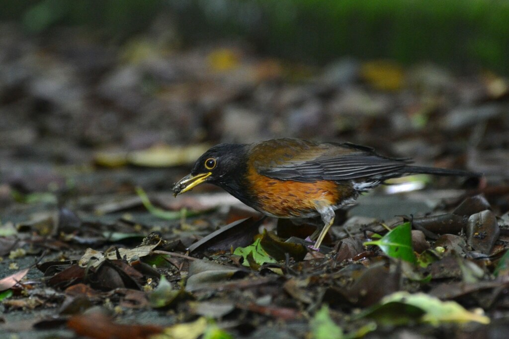 Izu Thrush in June 2016 by nhm6306 · iNaturalist
