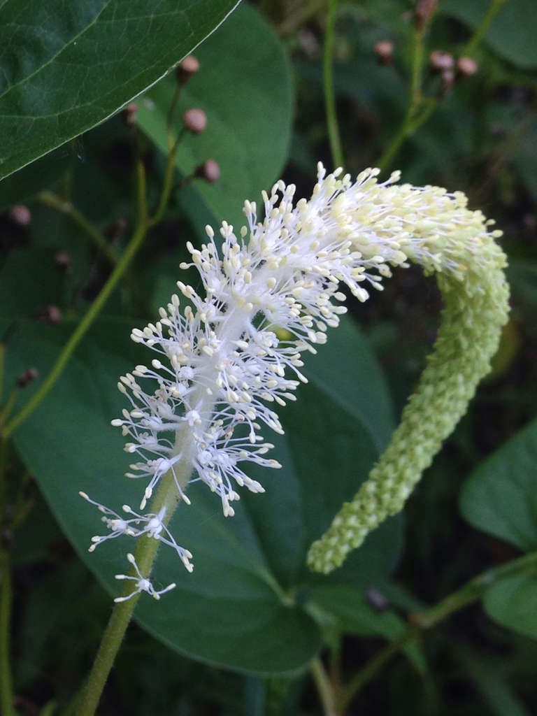 lizard's tail family (Saururaceae) - Botanical Realm