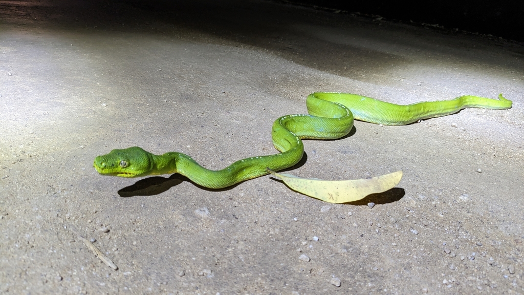 Southern Green Python from Cook, AU-QL, AU on November 22, 2023 at 08: ...