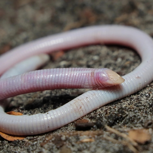Florida Worm Lizard (Rhineura floridana) - Snakes and Lizards