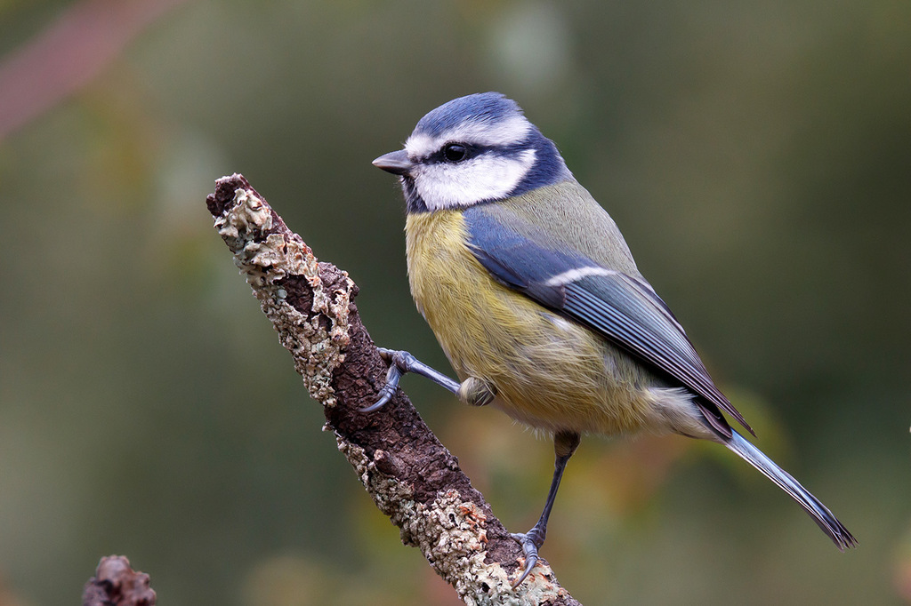 Eurasian Blue Tit (Selected Bird Species of Miramare’s Biosphere ...