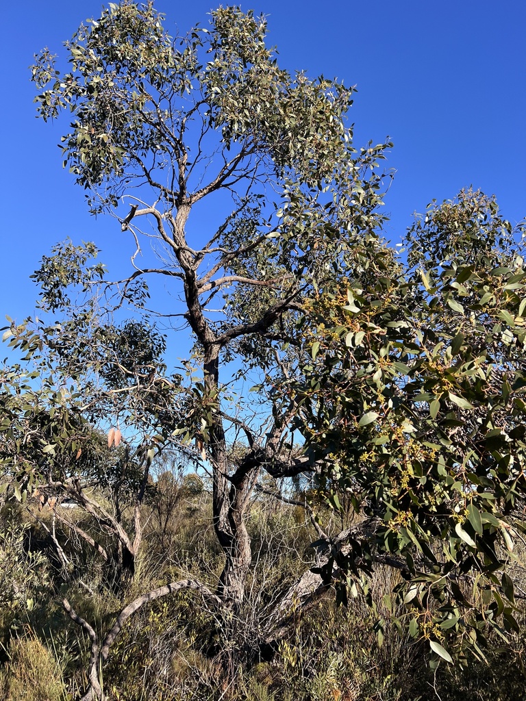 Eucalyptus baxteri - The Missing Library