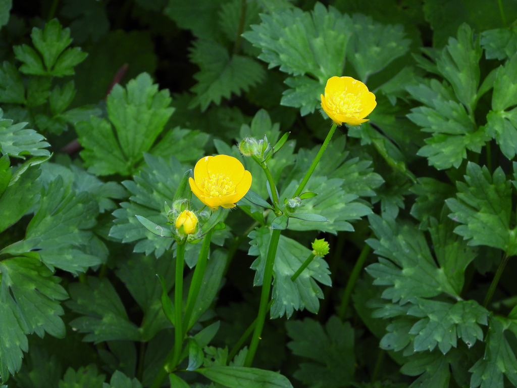 Creeping buttercup from Battle, UK on 07 May, 2024 at 04:07 PM by ...