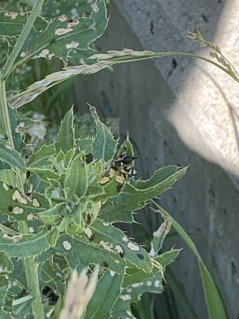 Thistle Stem Gall Fly from Creekside Park, Fort Collins, CO, US on July ...