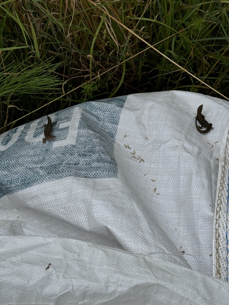 Viviparous Lizard from Sjælland, Nivå, DK-84, DK on July 7, 2024 at 11: ...
