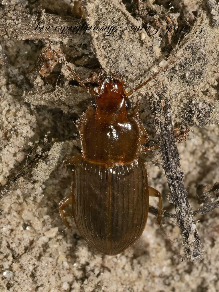 Trichotichnus autumnalis from Cook County, IL, USA on July 22, 2023 at ...