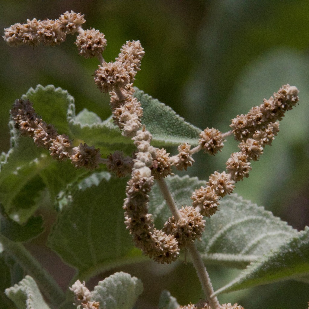 (Buddleja crotonoides) - Botanical Realm
