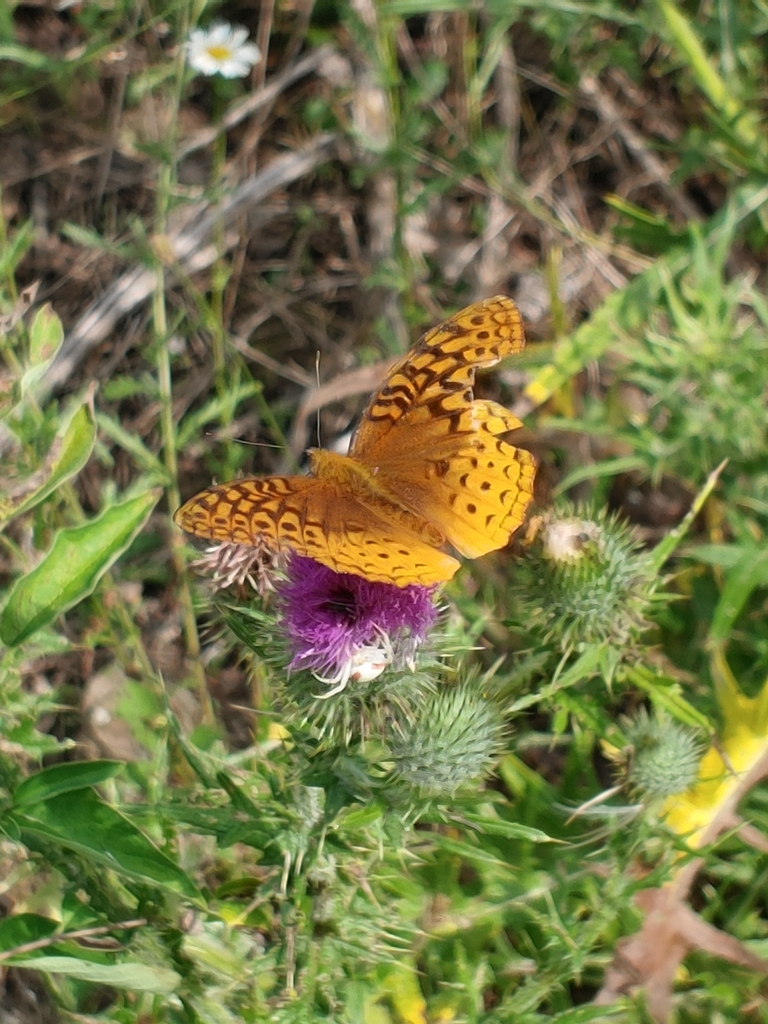 Great Spangled Fritillary from Laporte Township, PA, USA on July 10 ...