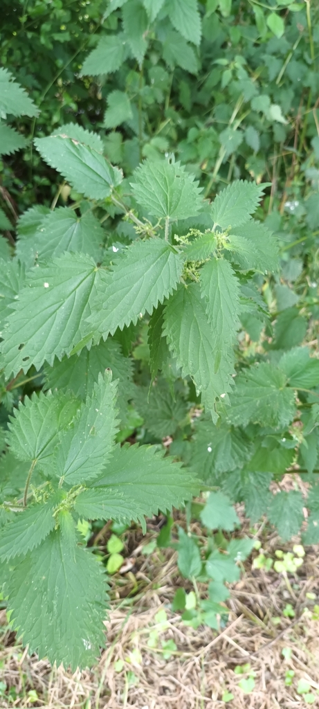 great stinging nettle from Pitton, Salisbury SP5 1DS, UK on July 10 ...