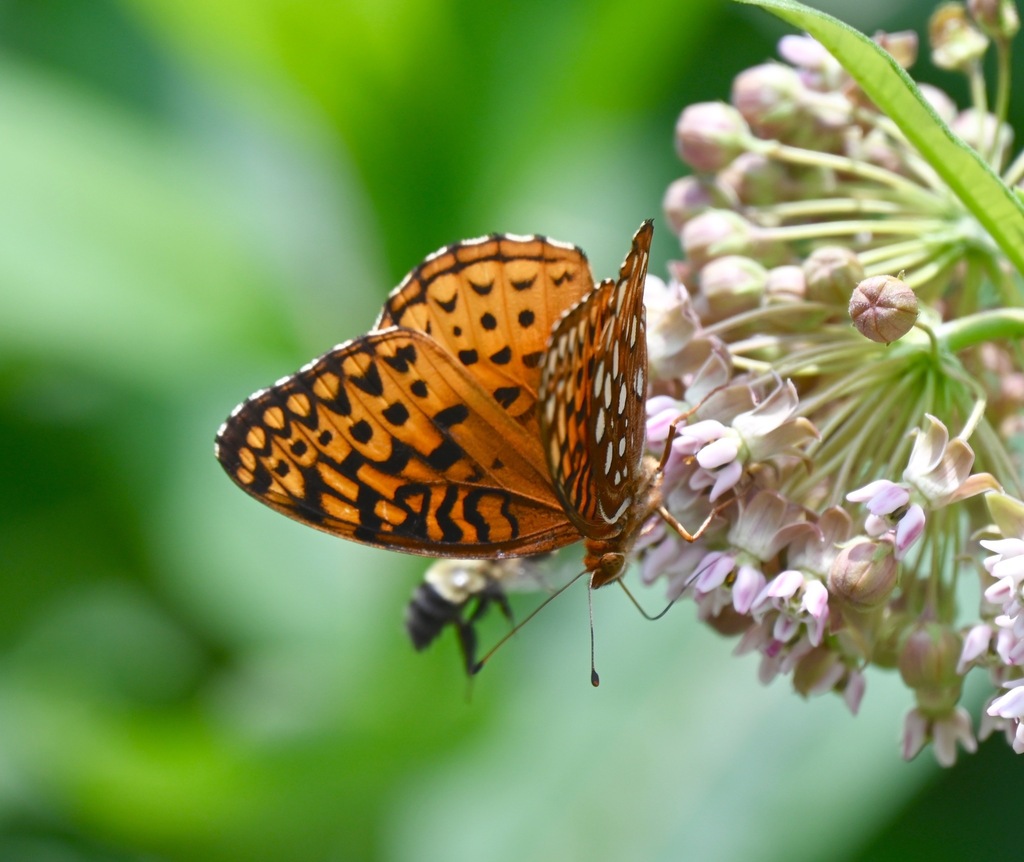 Aphrodite Fritillary from Monroe County, PA, USA on July 08, 2024 at 01 ...