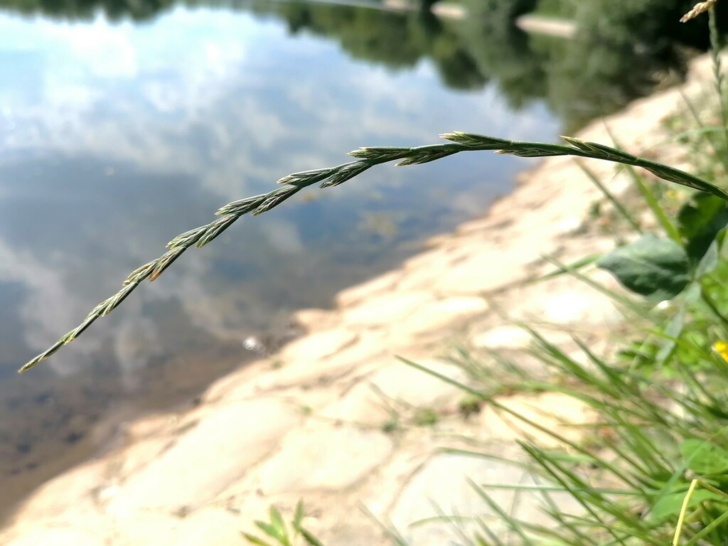 Perennial Ryegrass from Северо-Восточный административный округ, Москва ...