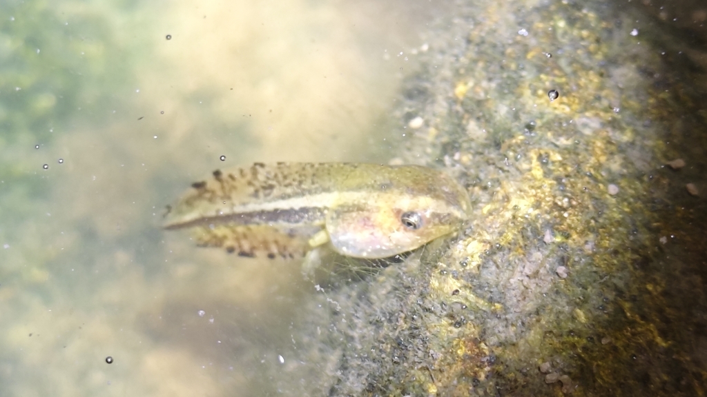 Common Chinese Tree Frog from Zhoushan, CN-ZJ, CN on July 10, 2024 at ...