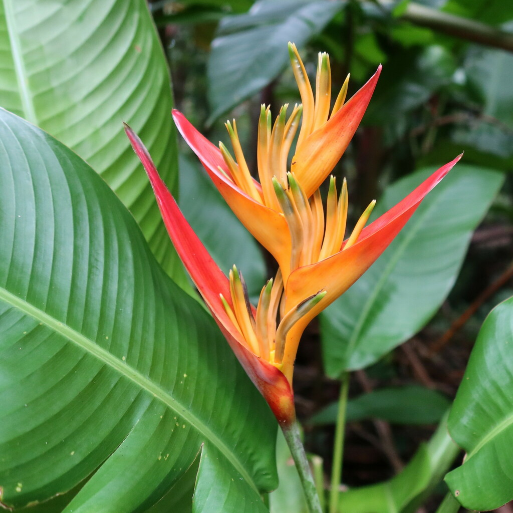 Parrot's Beak from Jardin Parfums et Epices, Saint-Philippe 97442 ...