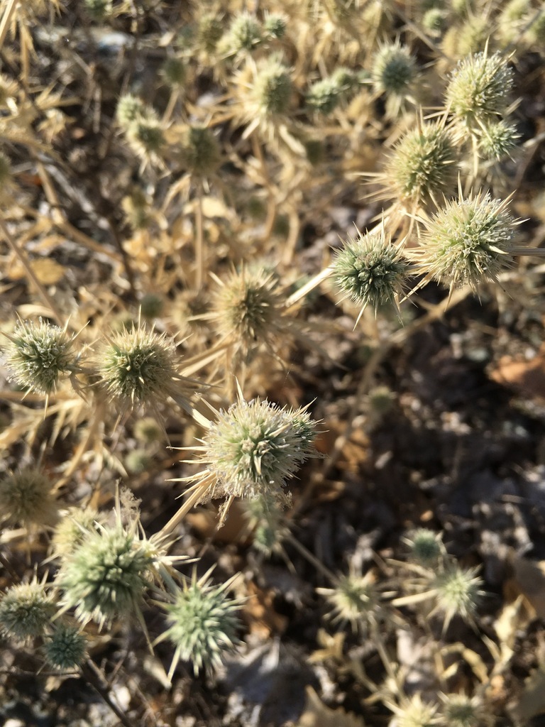 spiny-sepaled button-celery in July 2024 by David Gowen · iNaturalist
