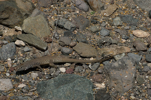 (Aspidoscelis marmoratus subsp. reticuloriens)