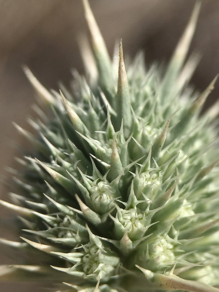 spiny-sepaled button-celery in July 2024 by David Gowen. Note the ...