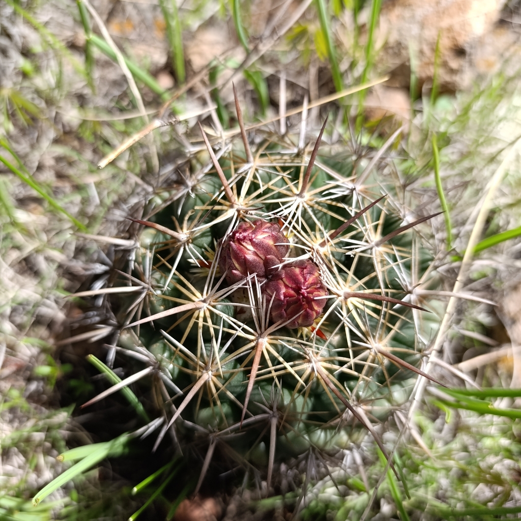Coryphantha ottonis from 76221 Qro., México on July 02, 2024 at 10:19 ...