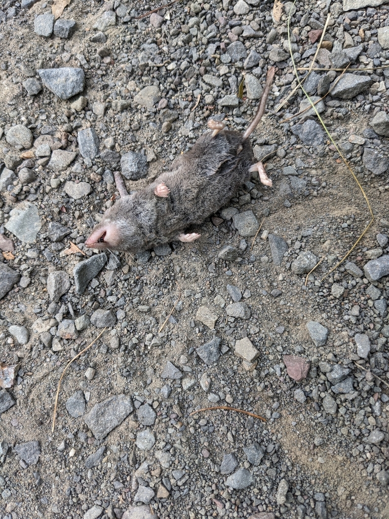Northern Short-tailed Shrew from New Paltz, NY, USA on July 10, 2024 at ...