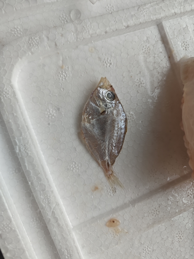 Ponyfishes from Zhoushan, CN-ZJ, CN on November 3, 2023 at 02:07 PM by ...