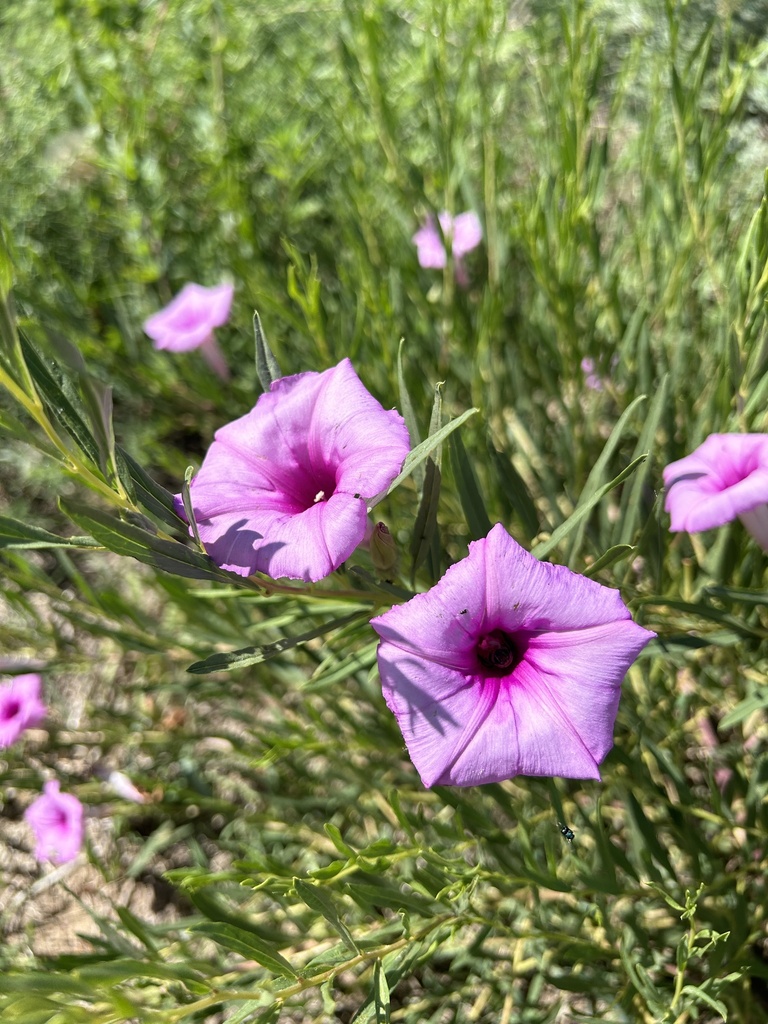 Bush Morning-glory from County Road U, Wiggins, CO, US on July 10, 2024 ...