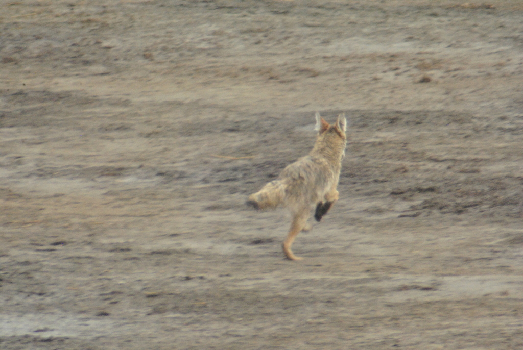 Coyote from Walla Walla County, WA, USA on October 6, 2018 at 09:48 AM ...
