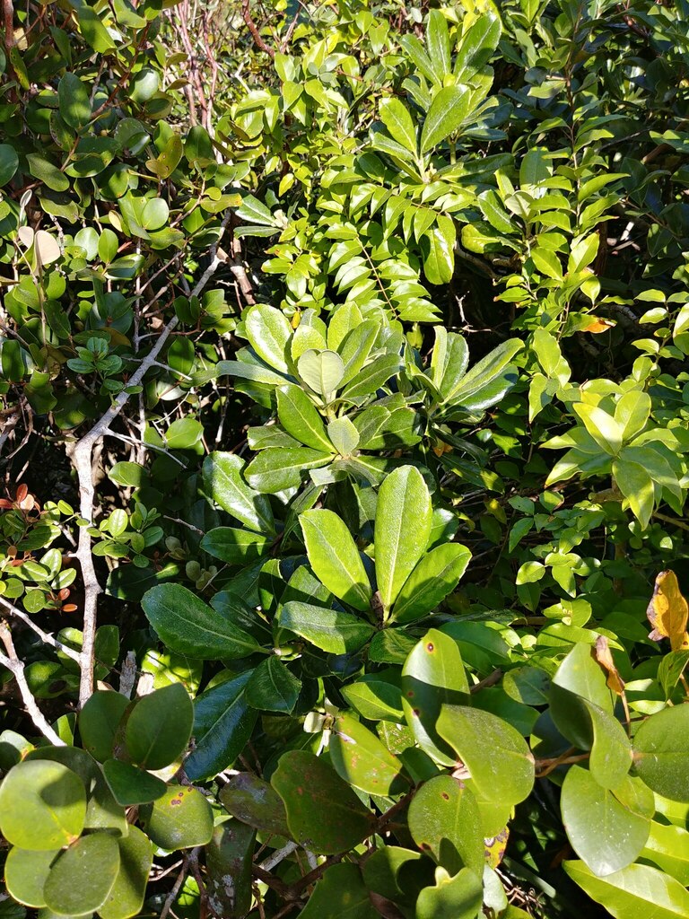 Roussea simplex from Curepipe, Mauritius on August 9, 2018 at 01:01 PM ...
