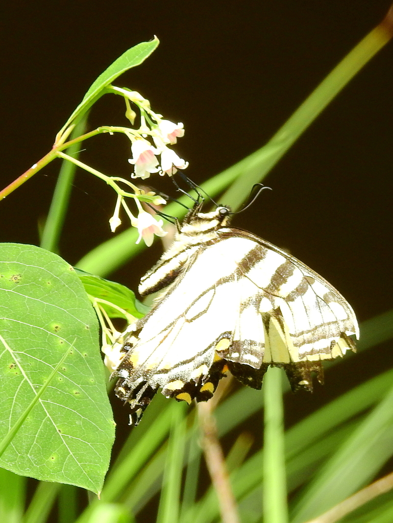 Midsummer Tiger Swallowtail from Harrietstown Marsh, Franklin County ...