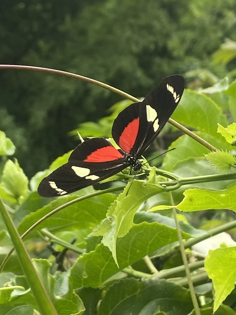 Heliconius ricini insulanus from Trinidad, Trinidad and Tobago, TT on ...