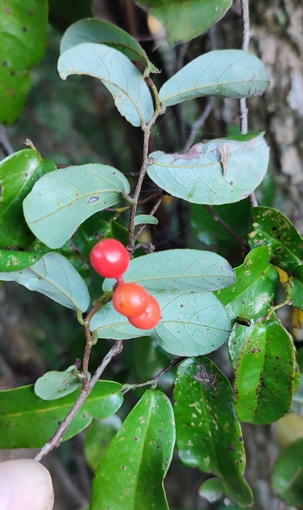 (Monanthotaxis maputensis) - Botanical Realm