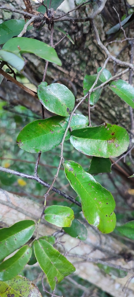 (Monanthotaxis maputensis) - Botanical Realm
