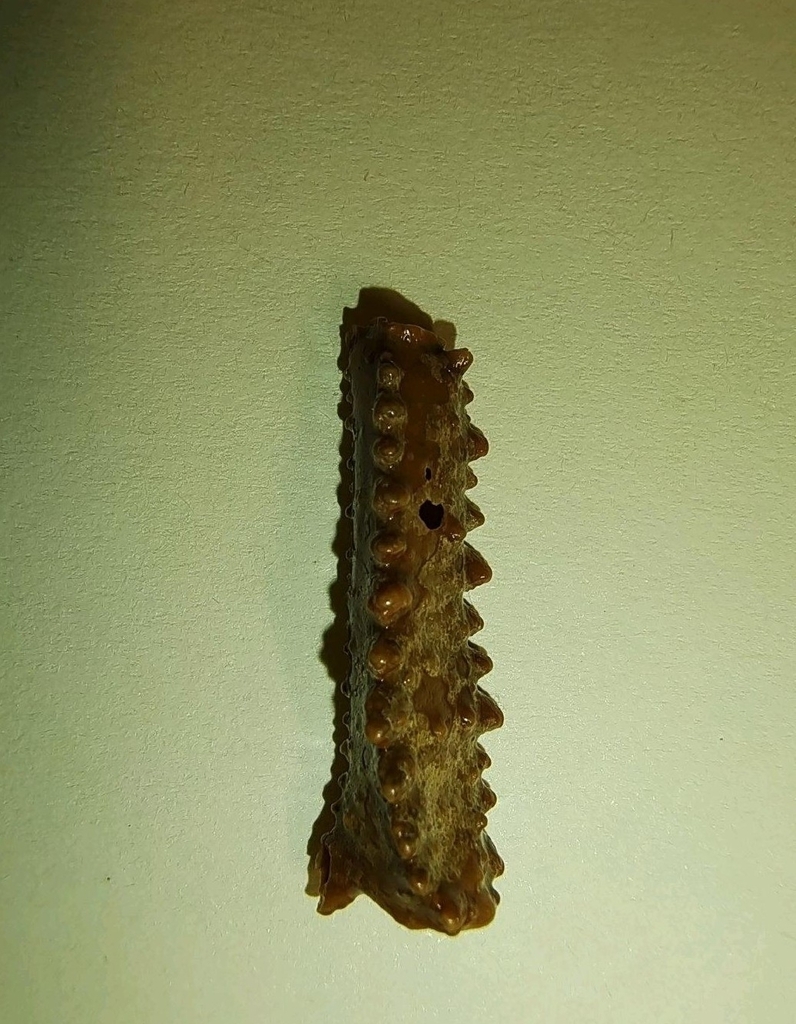 Enoplolambrus from Zhoushan, CN-ZJ, CN on July 11, 2021 at 02:11 AM by ...