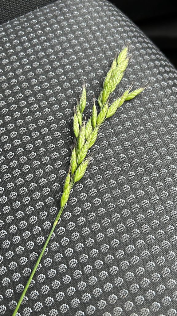 common soft brome from Lunt Meadows & Wetlands Nature Reserve ...
