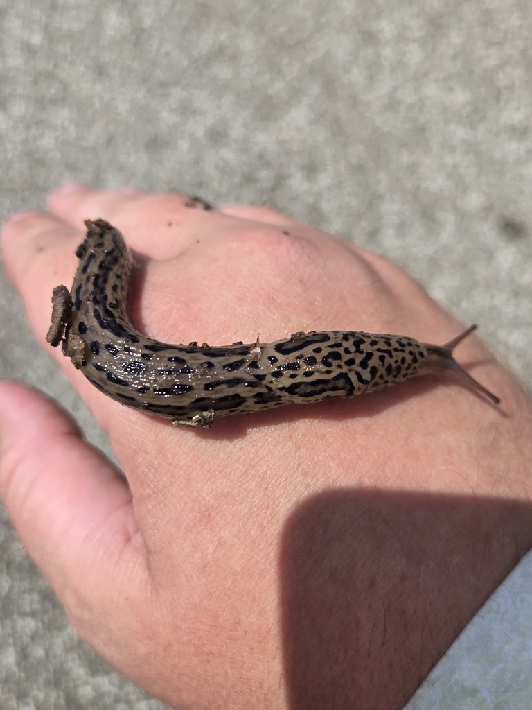 Leopard Slug from Erie, PA 16505, USA on July 10, 2024 at 02:37 PM by ...