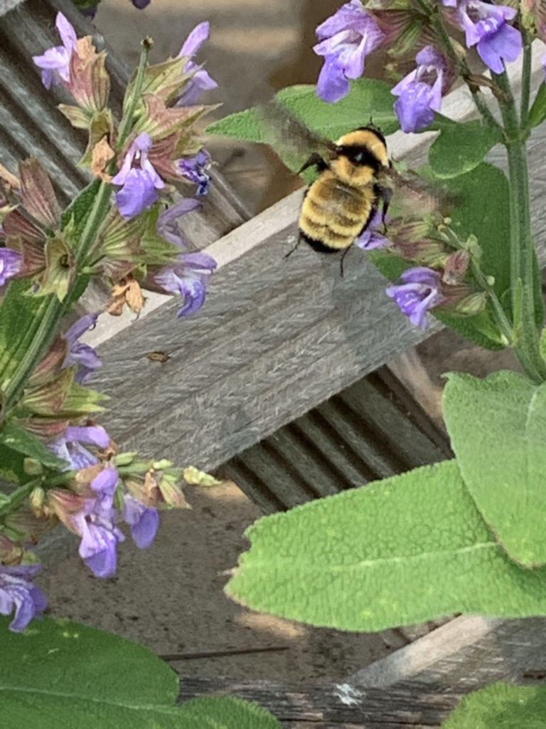 Golden Northern Bumble Bee from 2907 County Highway 56, Nevada, OH, US ...
