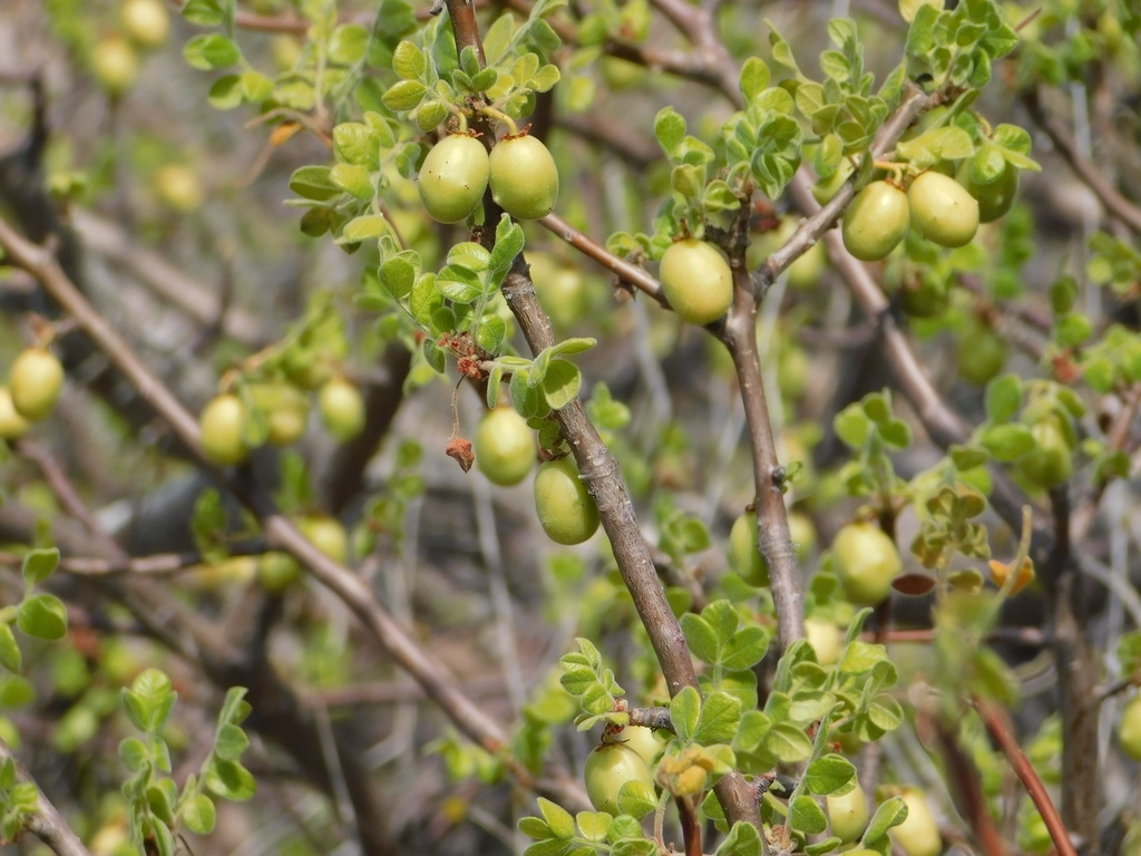 cimarron plum from La Paz, B.C.S., México on July 10, 2024 at 09:25 AM ...