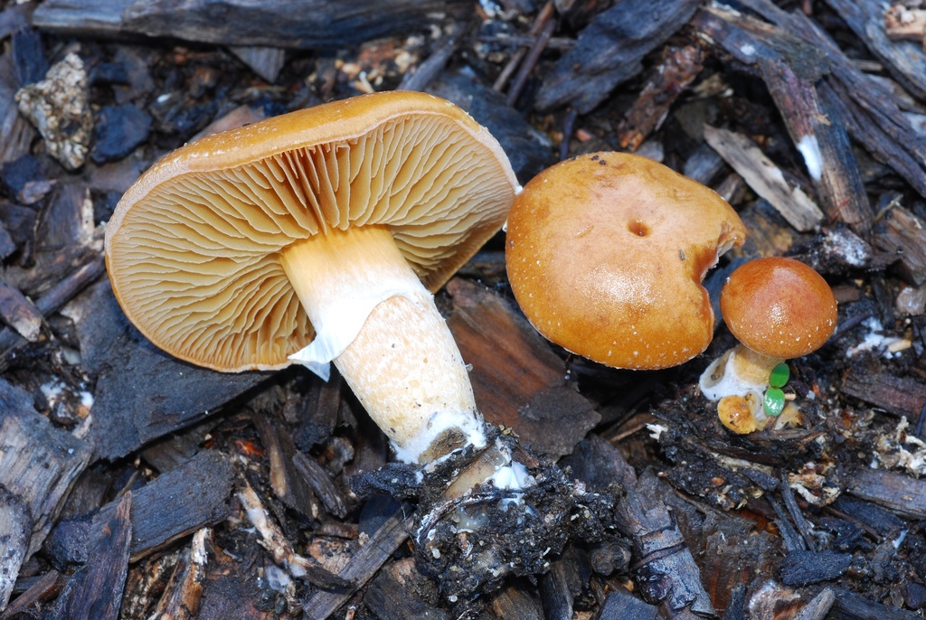 Agrocybe from Aptos Hills-Larkin Valley, CA, USA on November 17, 2011 ...