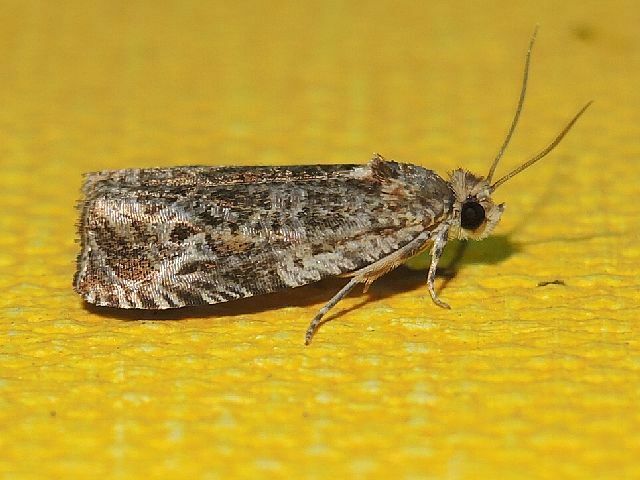 Raspberry Leafroller Moth in July 2024 by privatenoaccess · iNaturalist