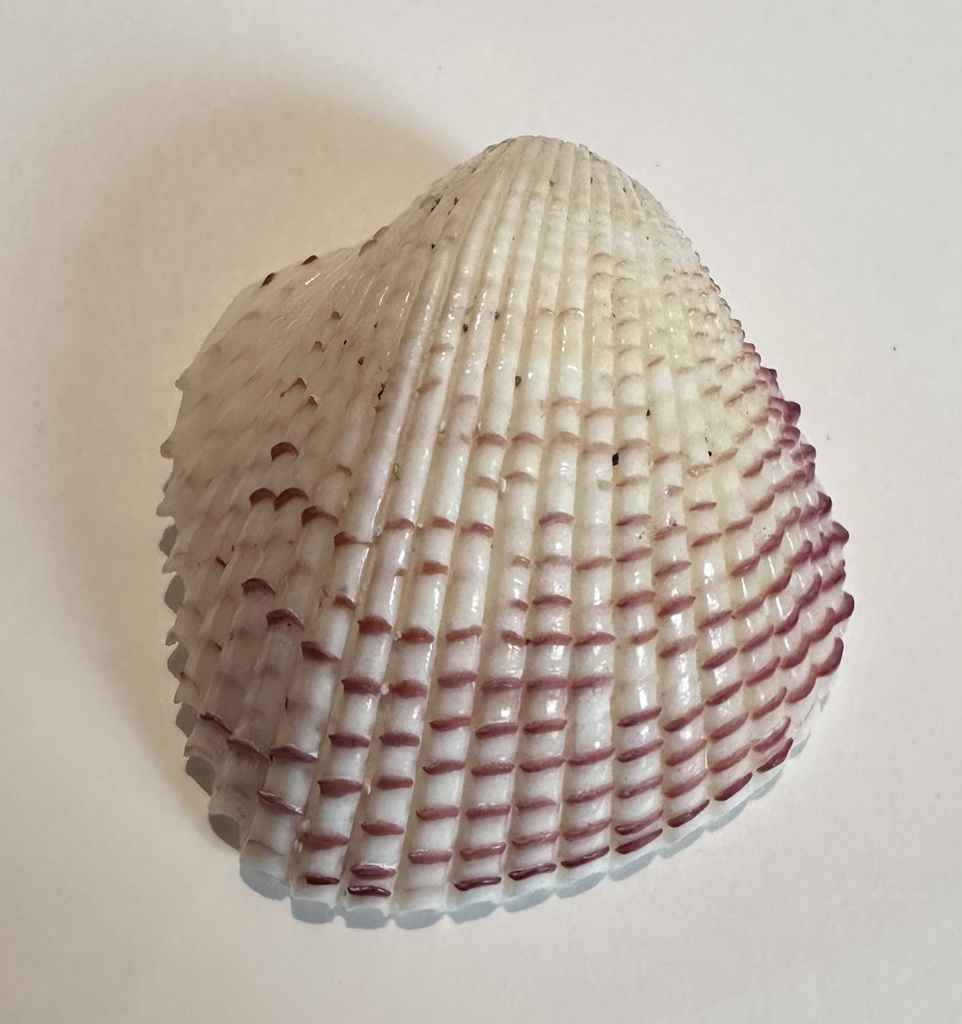 Strawberry Heart Cockle from South Pacifc Ocean, Fiji, FJ on July 11 ...