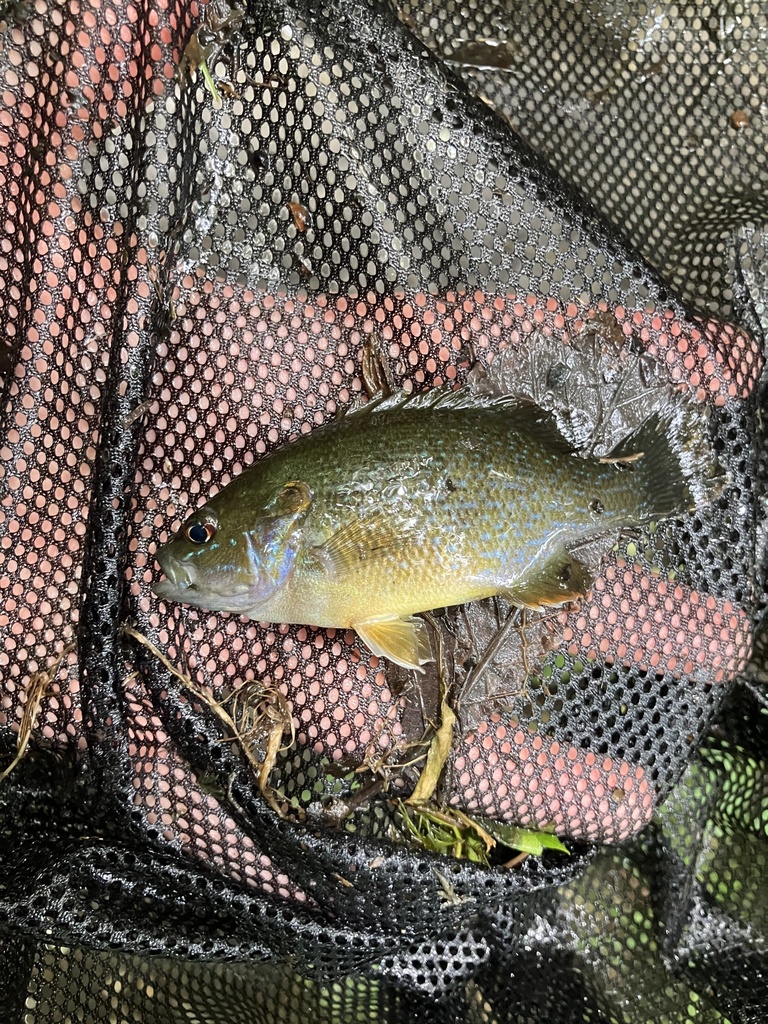 Green Sunfish from Minnehaha Creek Park, Minneapolis, MN, US on July 10 ...